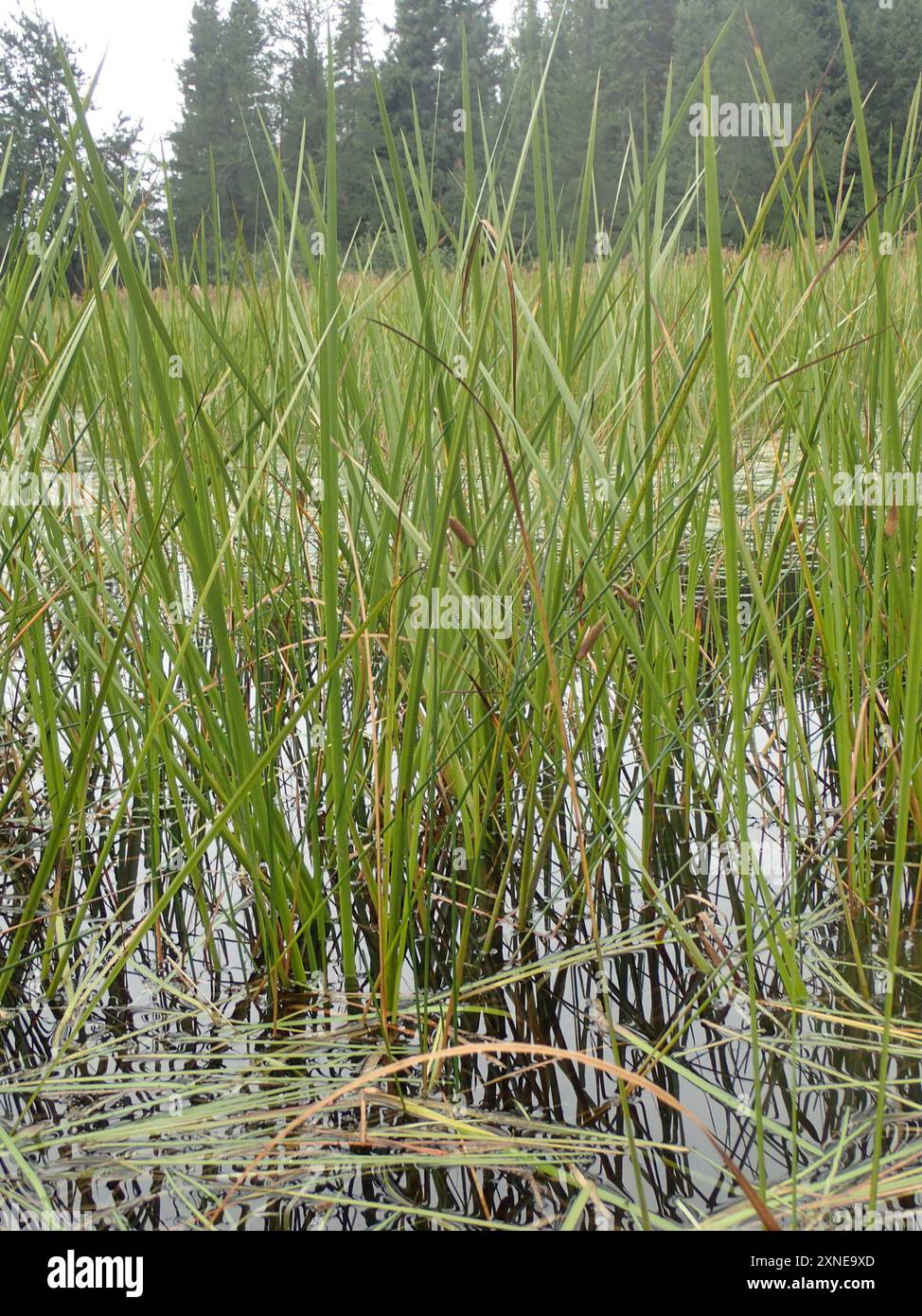 American Sweet-Flag (Acorus americanus) Plantae Stock Photo - Alamy
