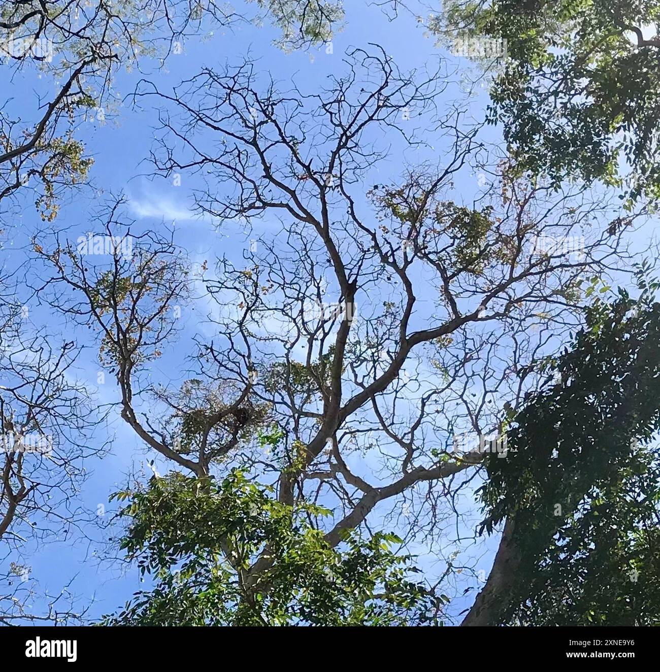 elephant ear tree (Enterolobium cyclocarpum) Plantae Stock Photo - Alamy