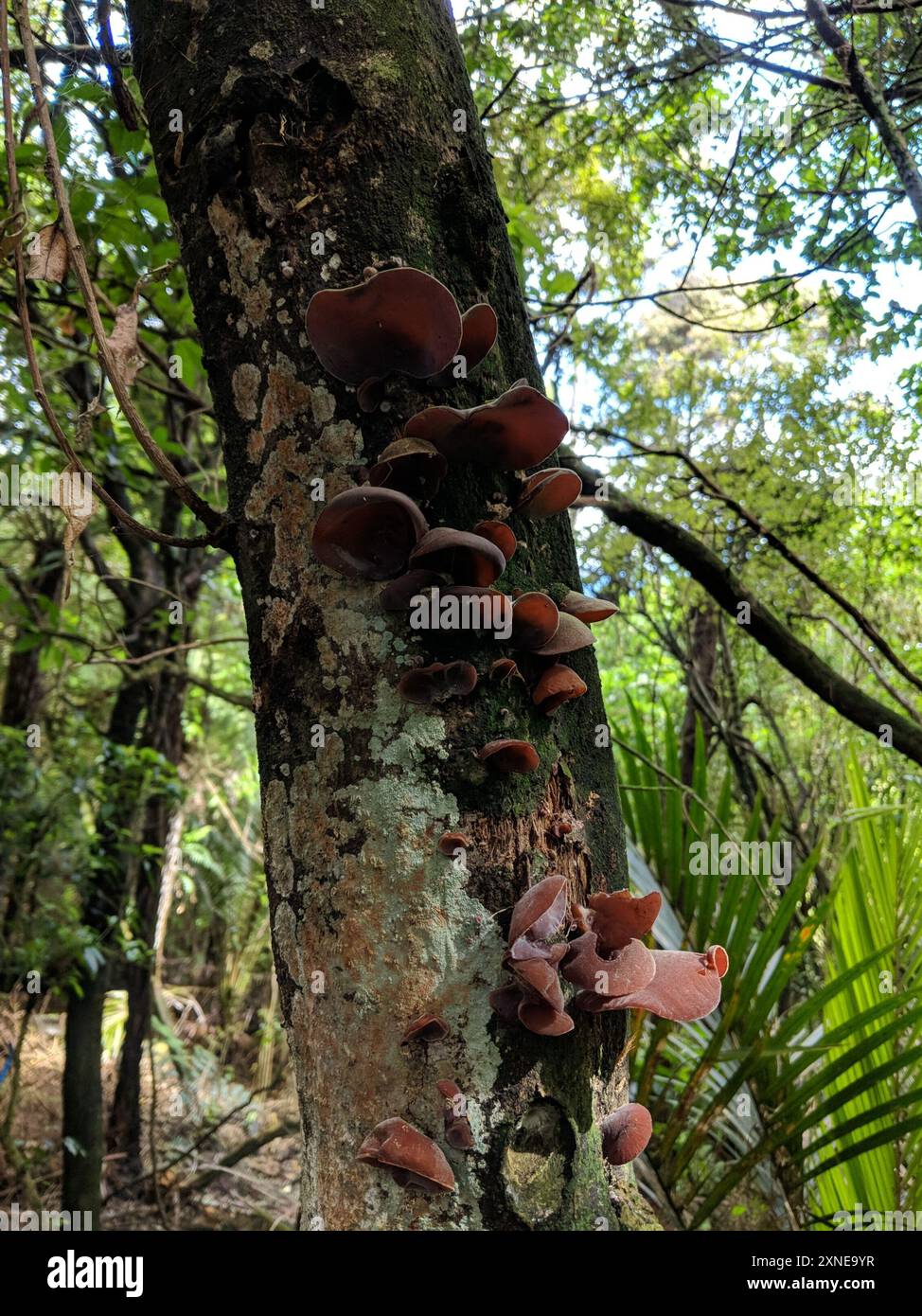 Ear fungus (Auricularia cornea) Fungi Stock Photo - Alamy