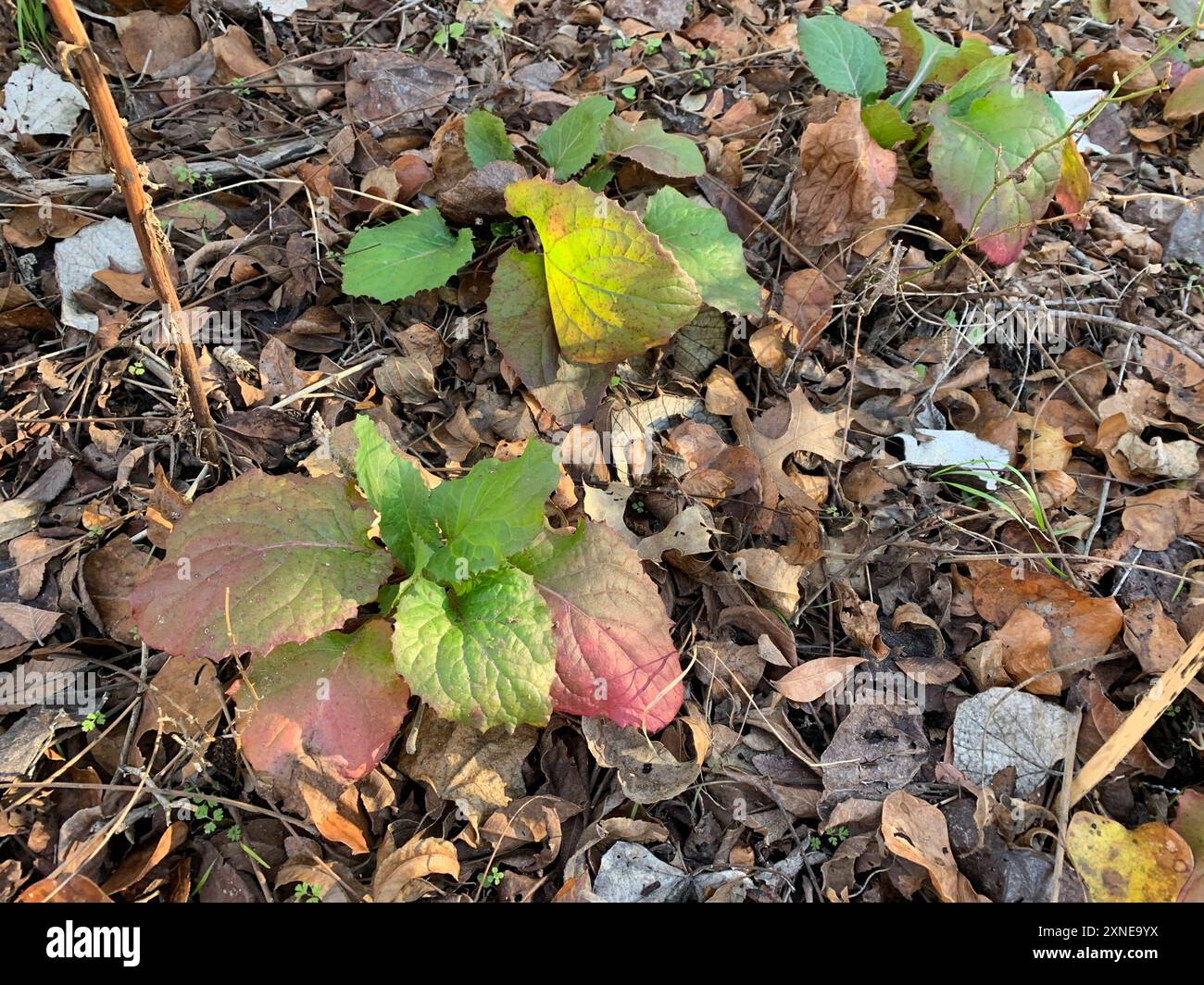 plants (Plantae) Plantae Stock Photo - Alamy