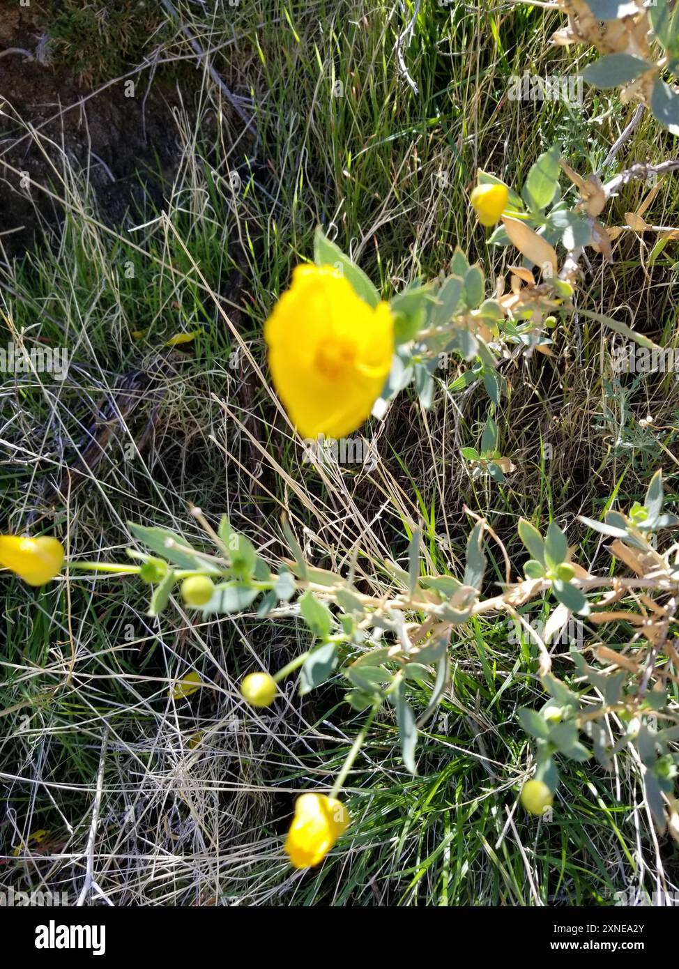 Bush Poppy (Dendromecon rigida) Plantae Stock Photo - Alamy