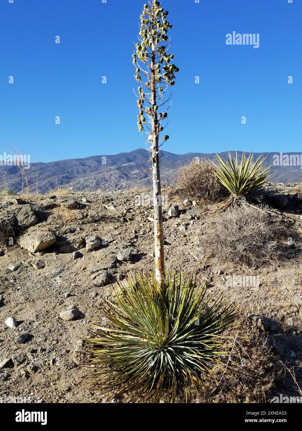 chaparral yucca (Hesperoyucca whipplei) Plantae Stock Photo - Alamy