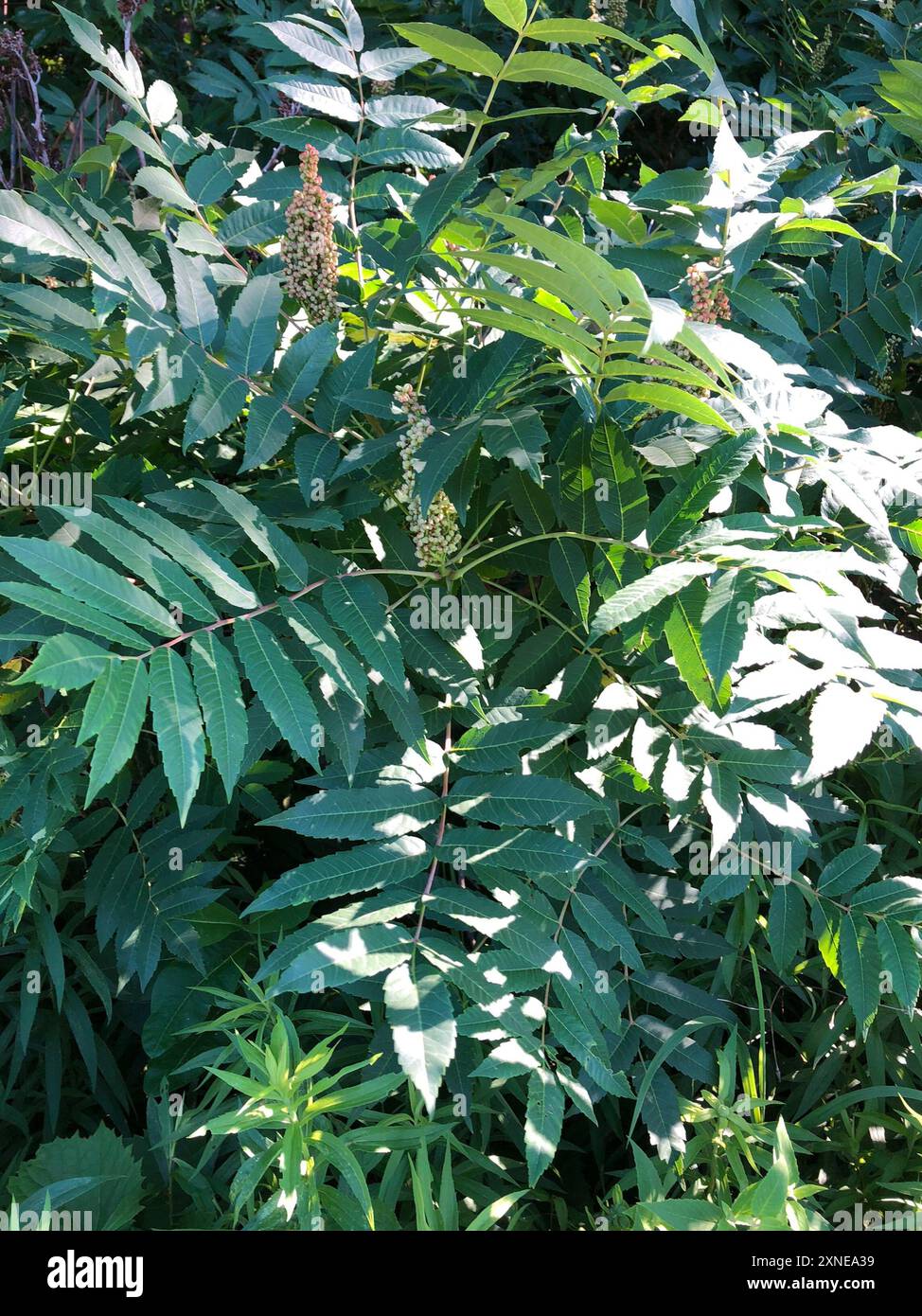 smooth sumac (Rhus glabra) Plantae Stock Photo - Alamy
