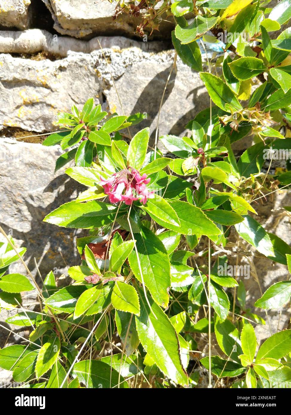 redclaws (Escallonia rubra) Plantae Stock Photo - Alamy