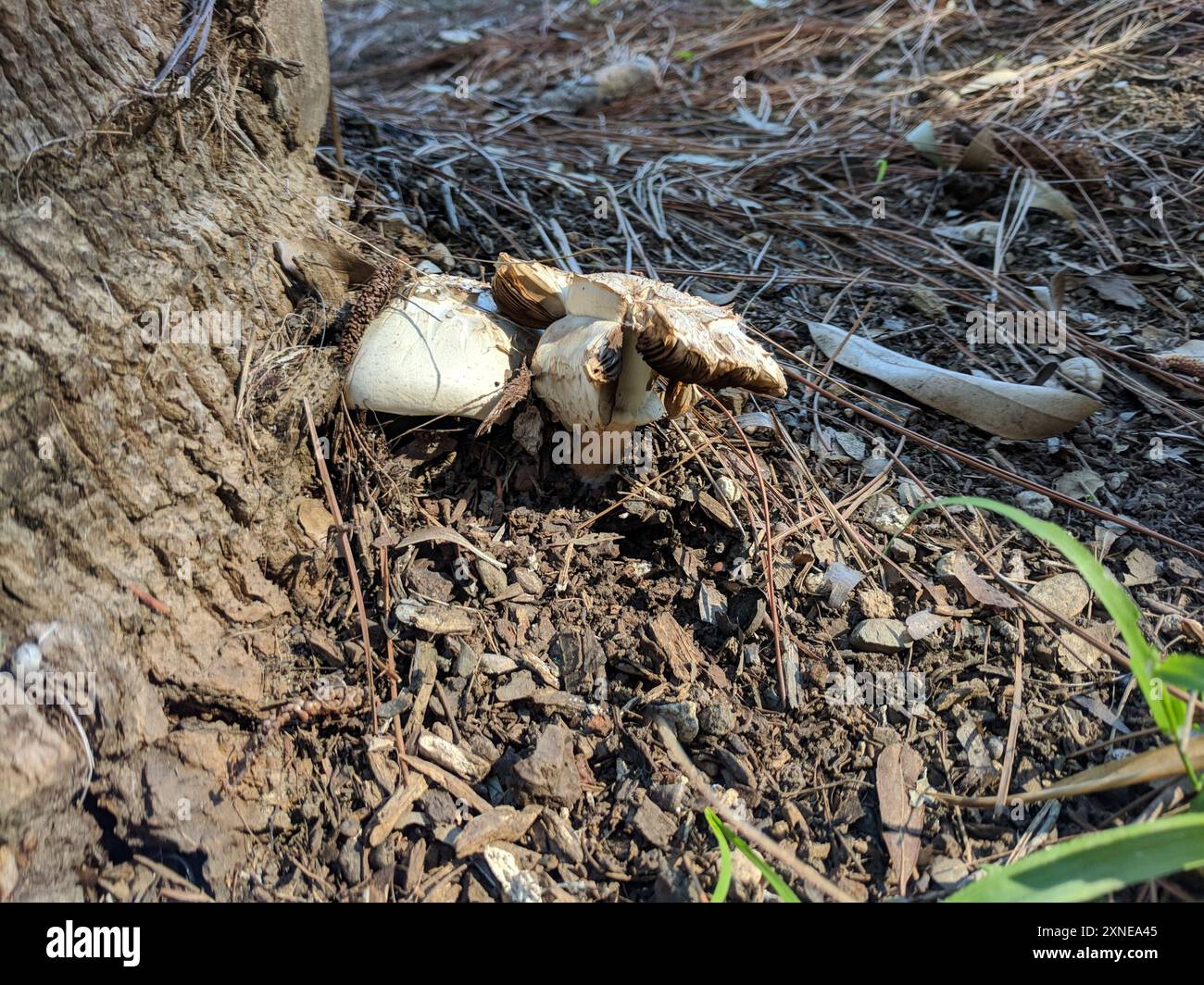 Yellow Stainer (Agaricus xanthodermus) Fungi Stock Photo - Alamy