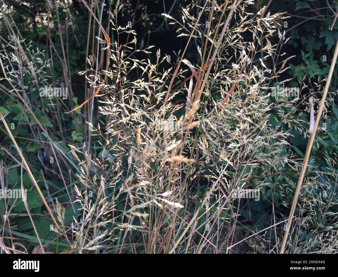 grasses (Poaceae) Plantae Stock Photo - Alamy