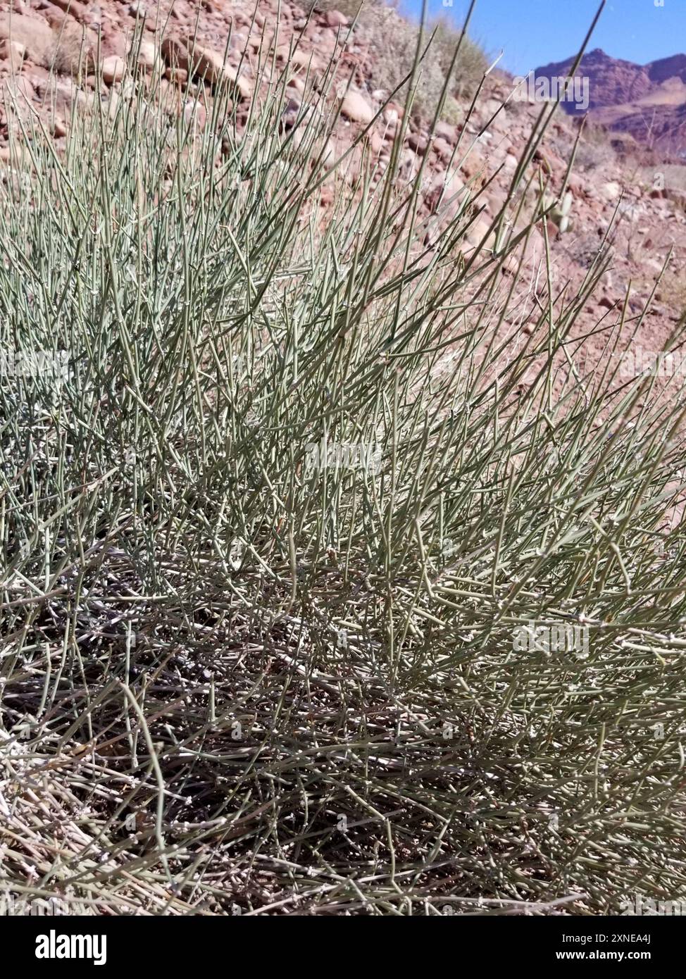 rough jointfir (Ephedra aspera) Plantae Stock Photo - Alamy