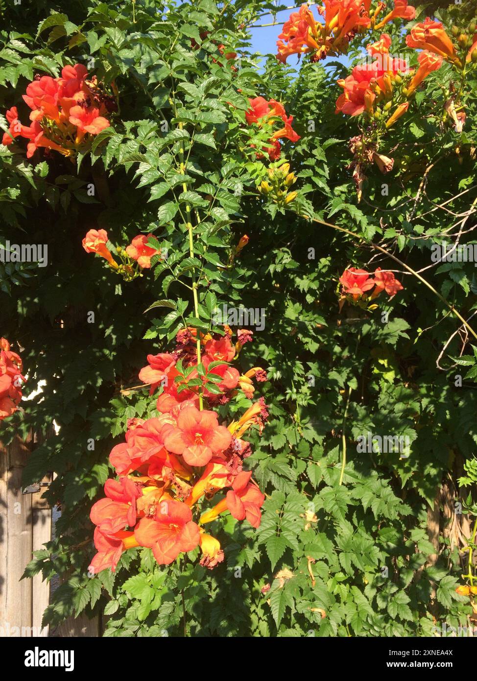 American trumpet vine (Campsis radicans) Plantae Stock Photo - Alamy
