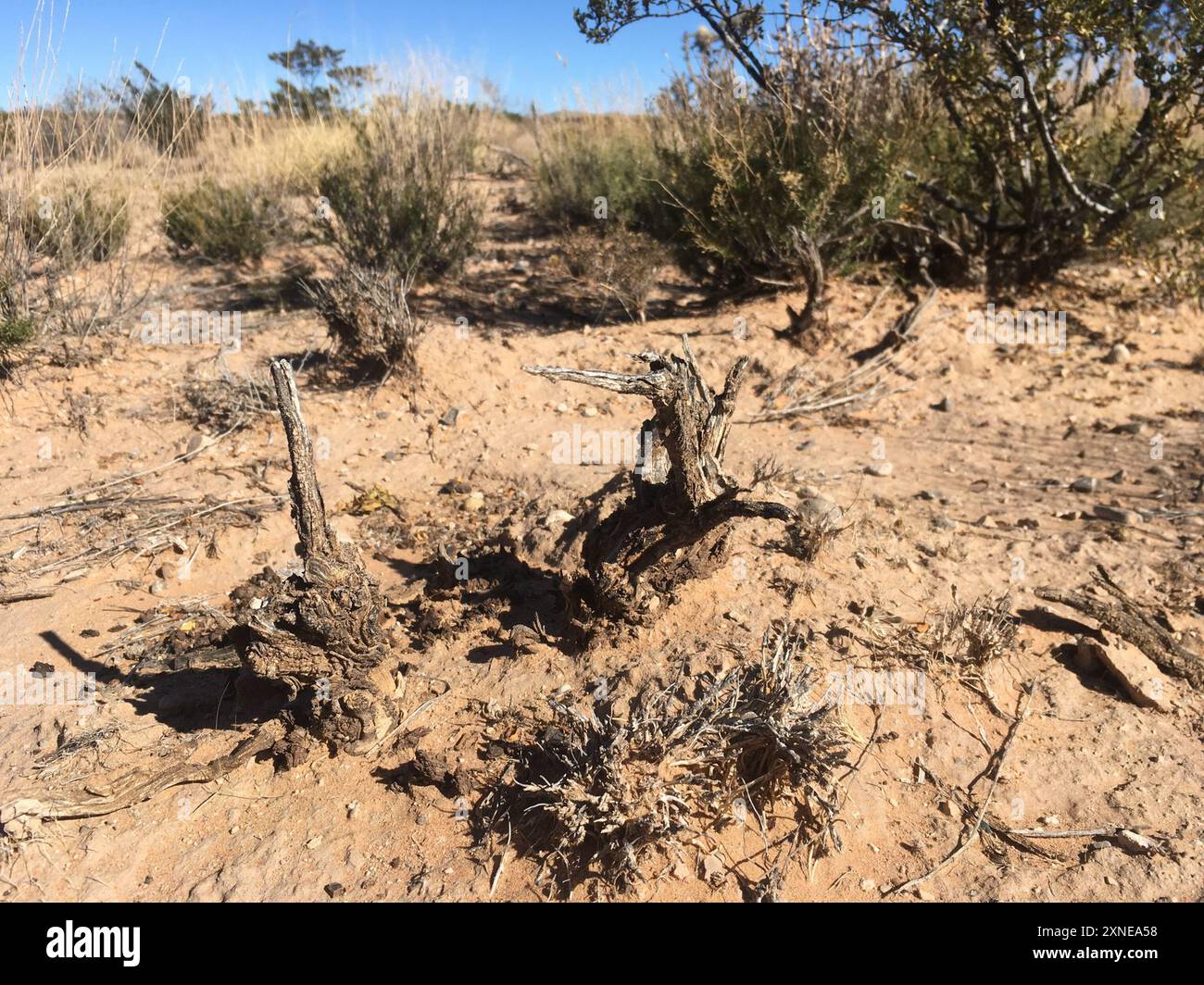 Bush Muhly (Muhlenbergia porteri) Plantae Stock Photo - Alamy