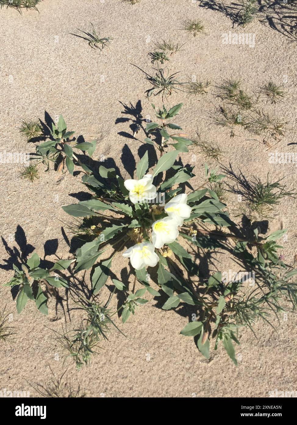 Annual Evening Primrose (Oenothera deltoides deltoides) Plantae Stock ...