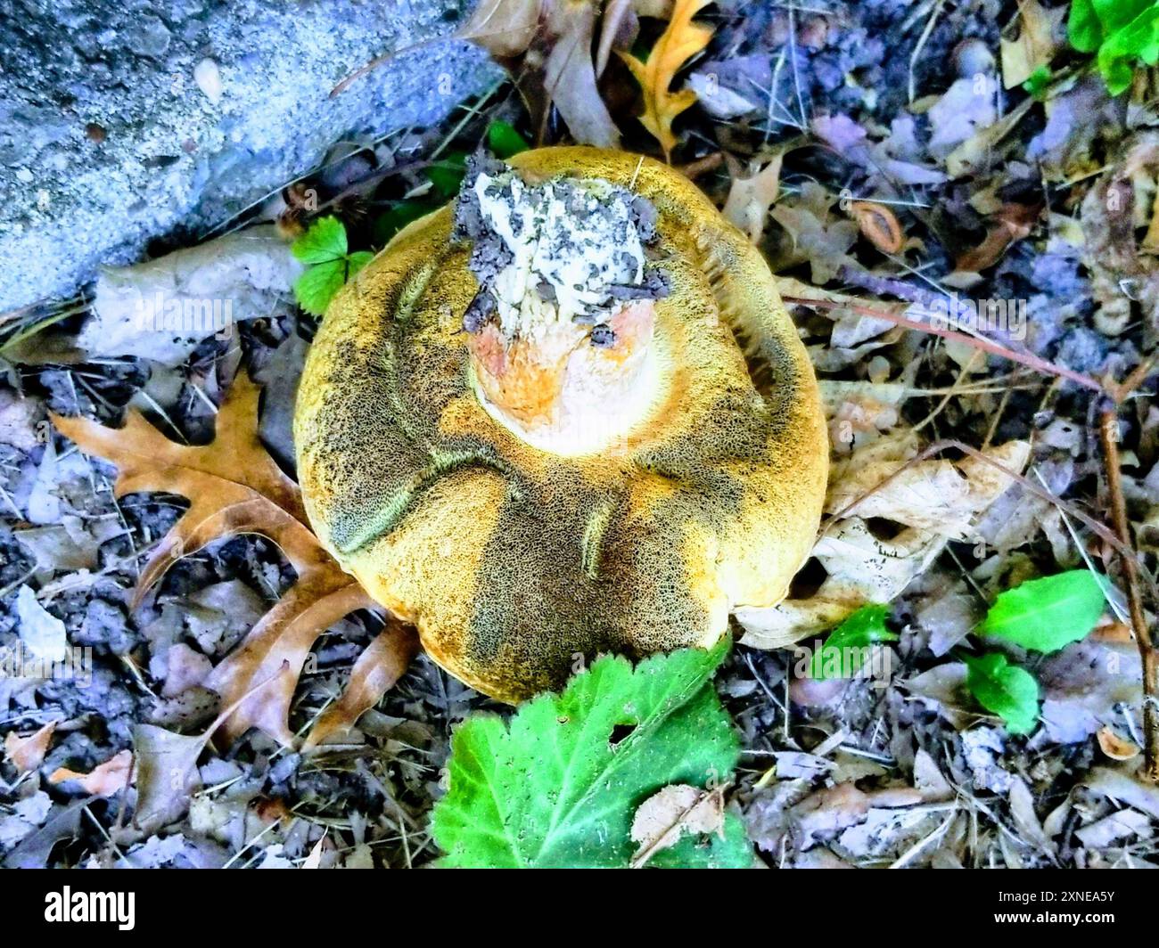 Red-cracking Bolete (Xerocomellus chrysenteron) Fungi Stock Photo - Alamy