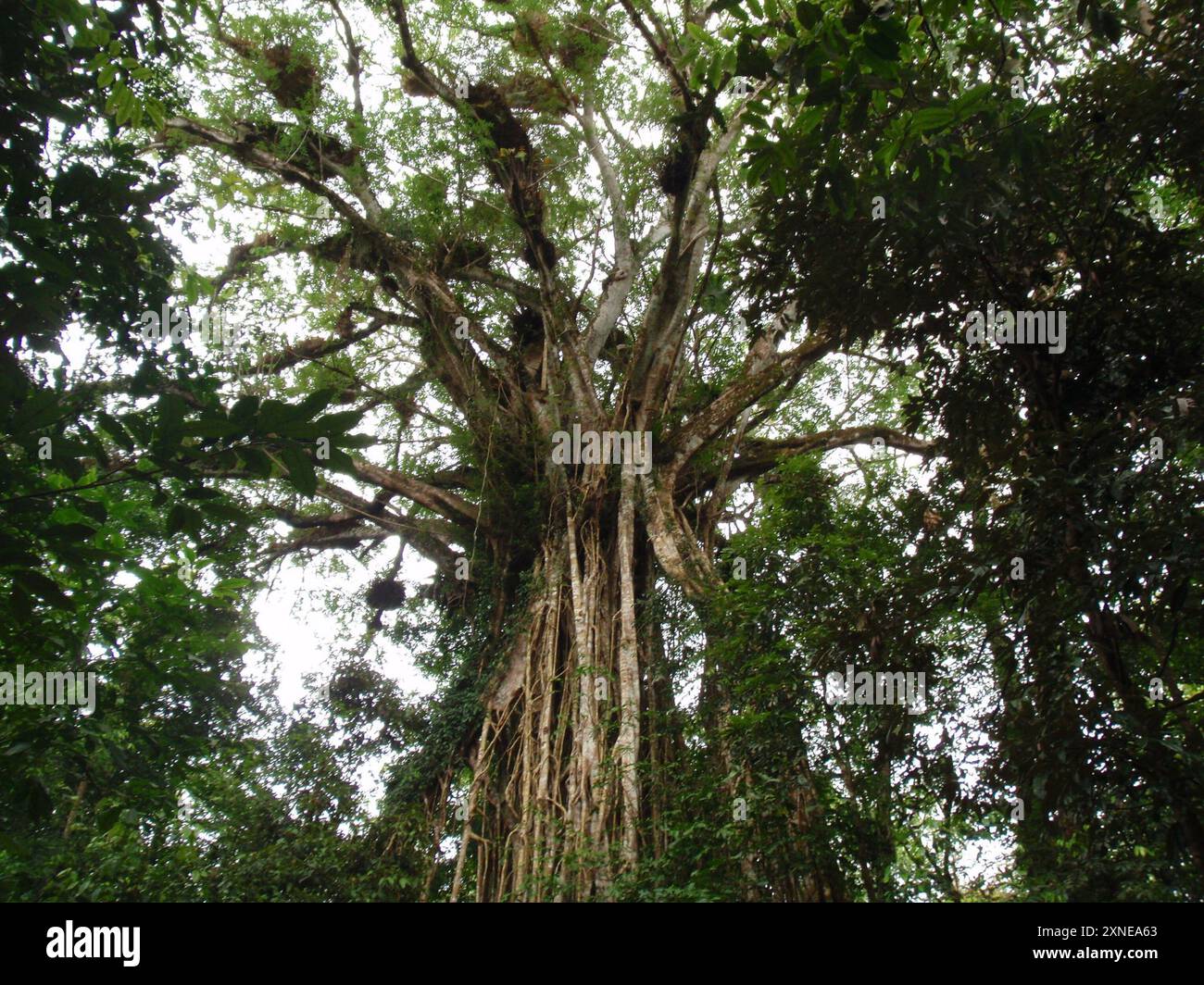 White fig (Ficus virens) Plantae Stock Photo - Alamy