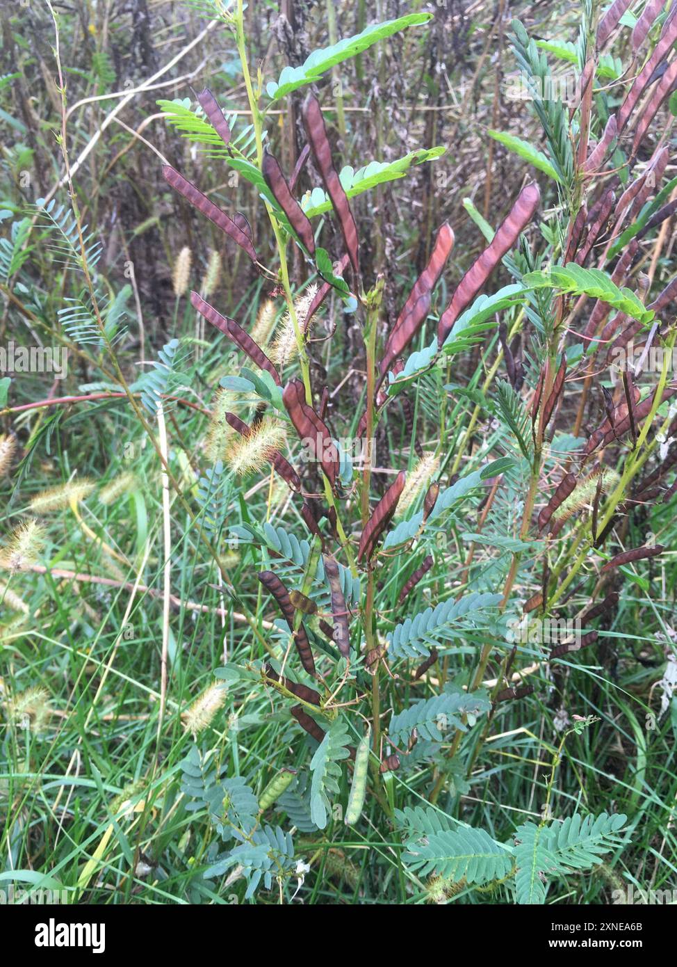 partridge pea (Chamaecrista fasciculata) Plantae Stock Photo - Alamy