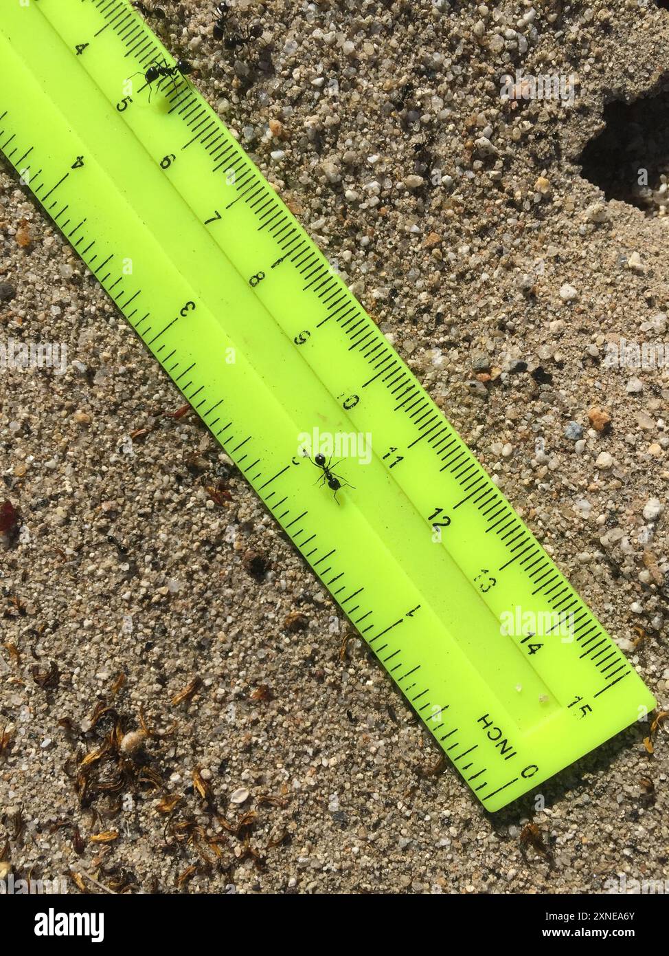 Black Harvester Ant (Veromessor pergandei) Insecta Stock Photo - Alamy