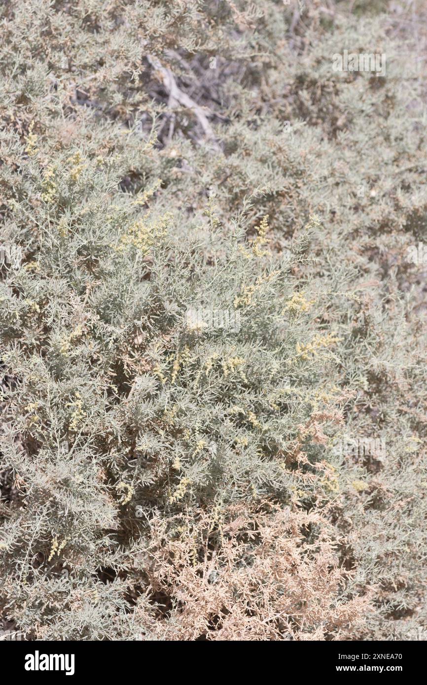 slenderleaf saltbush (Atriplex linearis) Plantae Stock Photo - Alamy