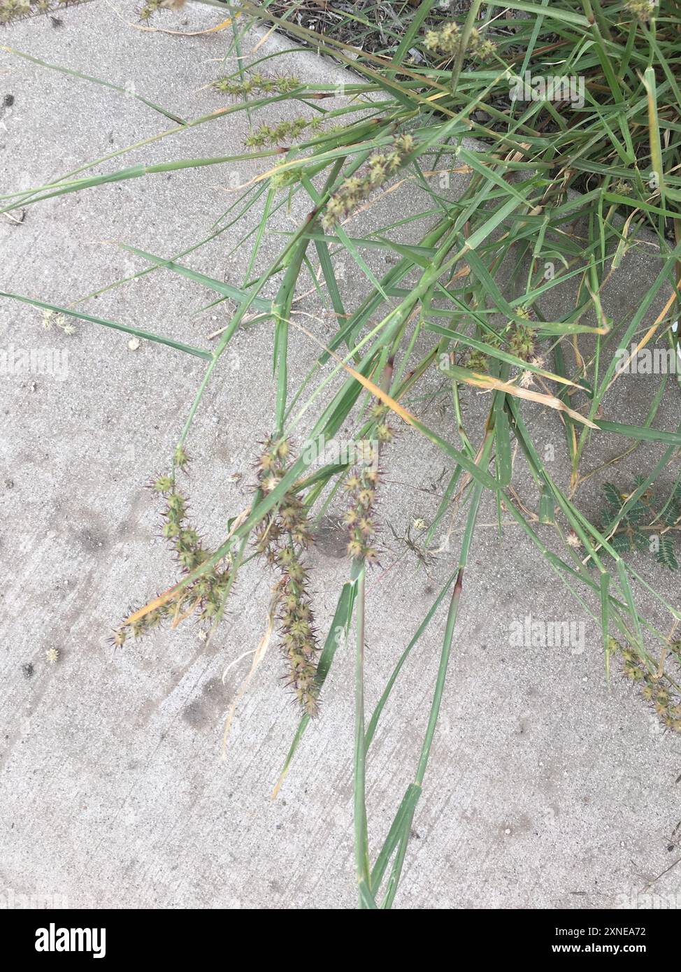 Southern Sandbur (Cenchrus echinatus) Plantae Stock Photo - Alamy