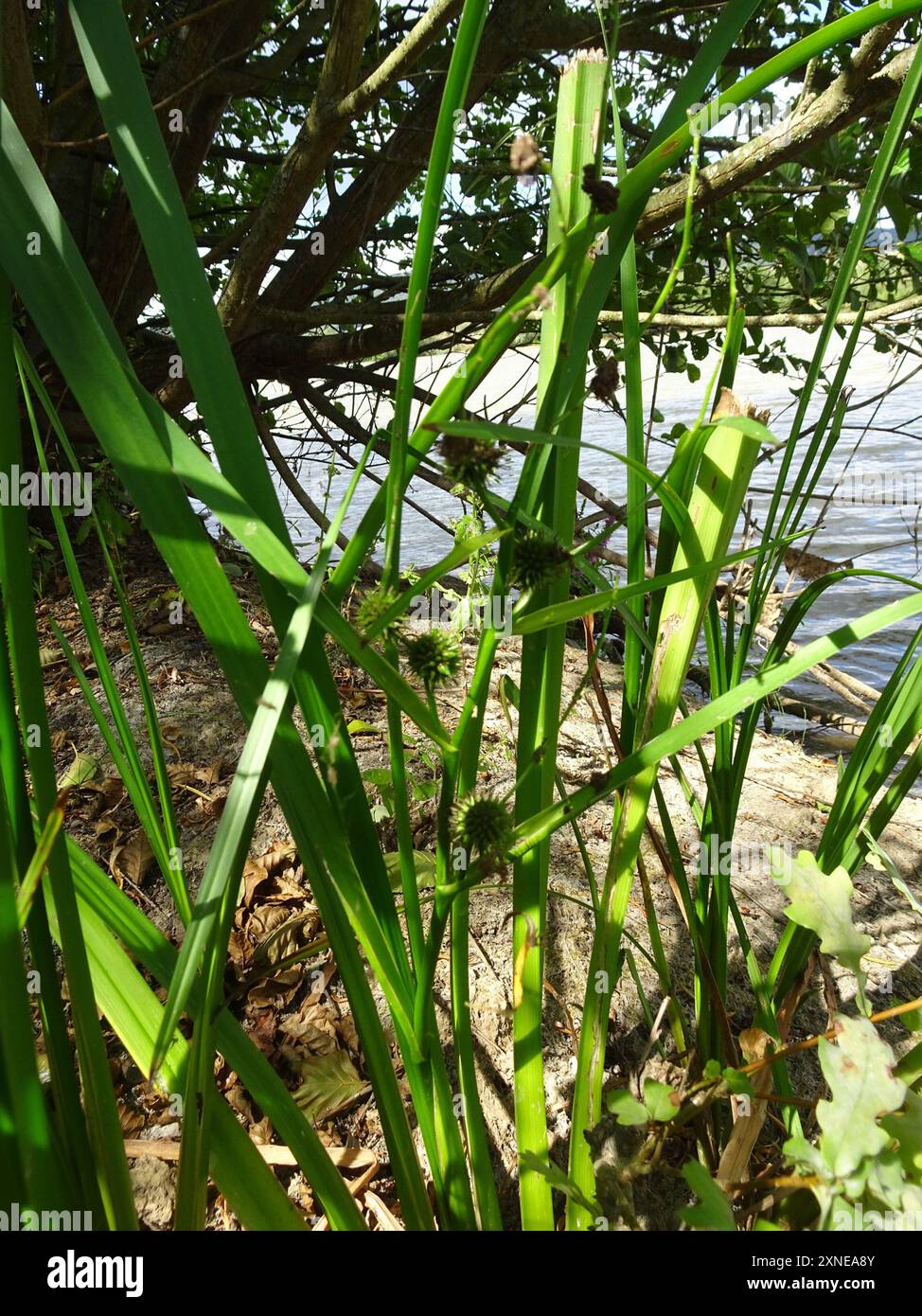 Branched Bur-reed (Sparganium erectum) Plantae Stock Photo - Alamy