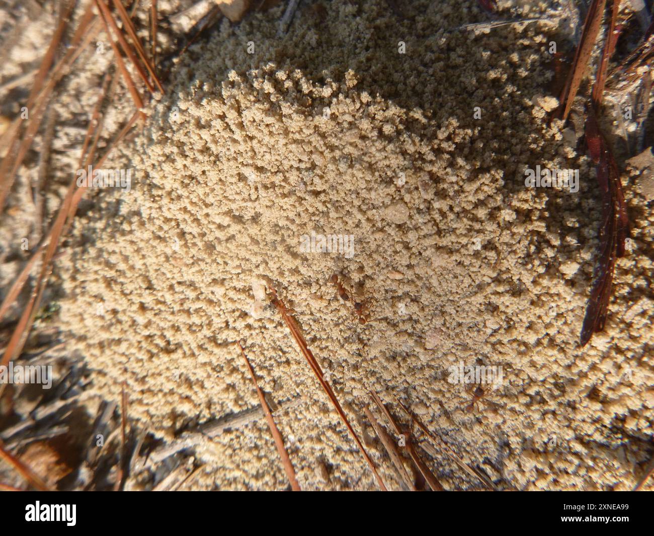 Northern Fungus-farming Ant (Trachymyrmex septentrionalis) Insecta ...