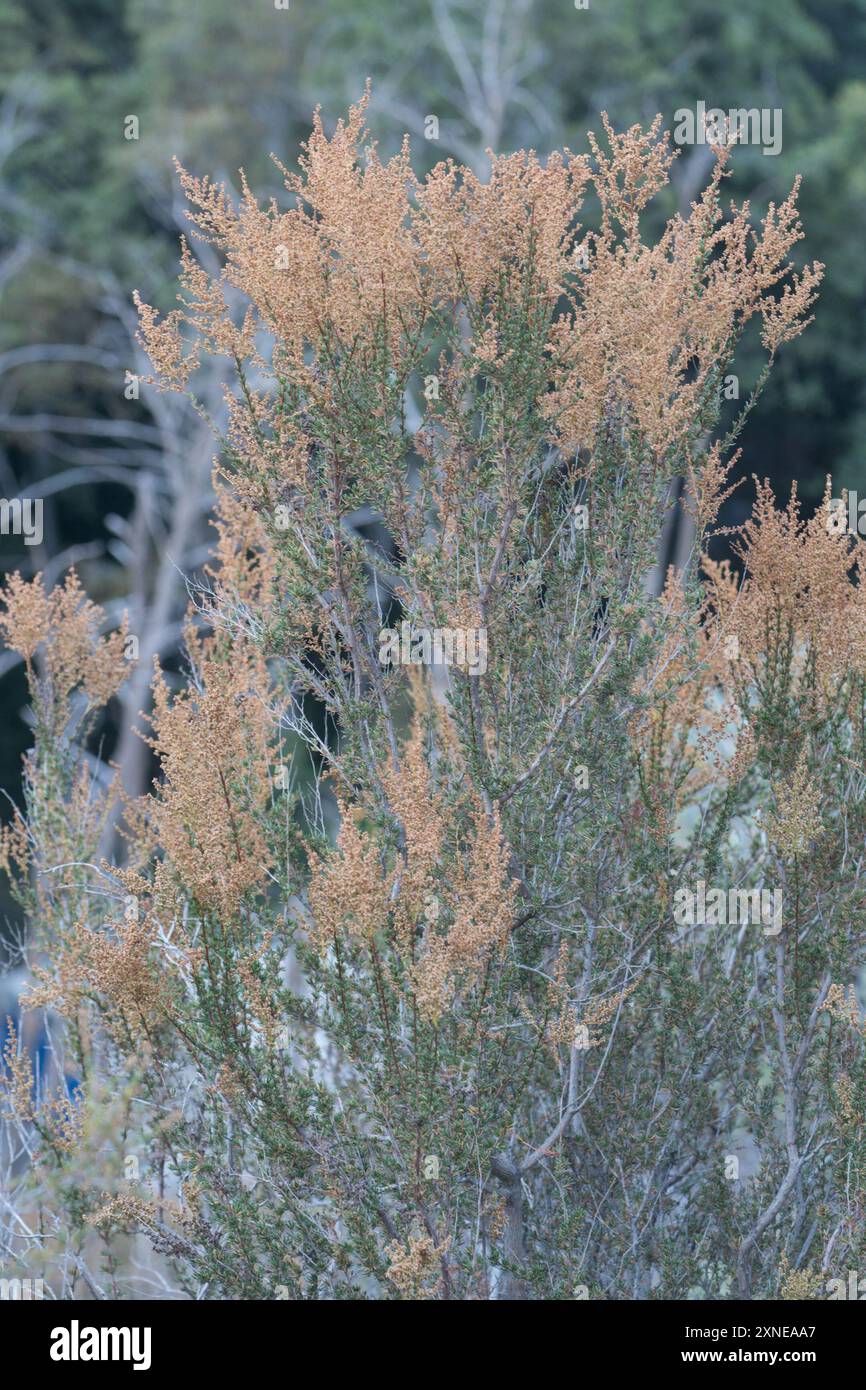 chamise (Adenostoma fasciculatum) Plantae Stock Photo - Alamy
