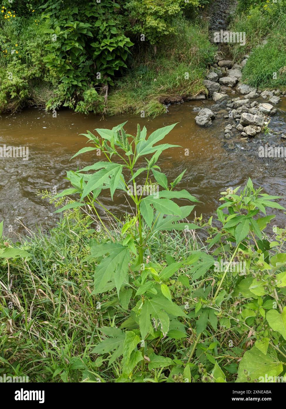 giant ragweed (Ambrosia trifida) Plantae Stock Photo - Alamy