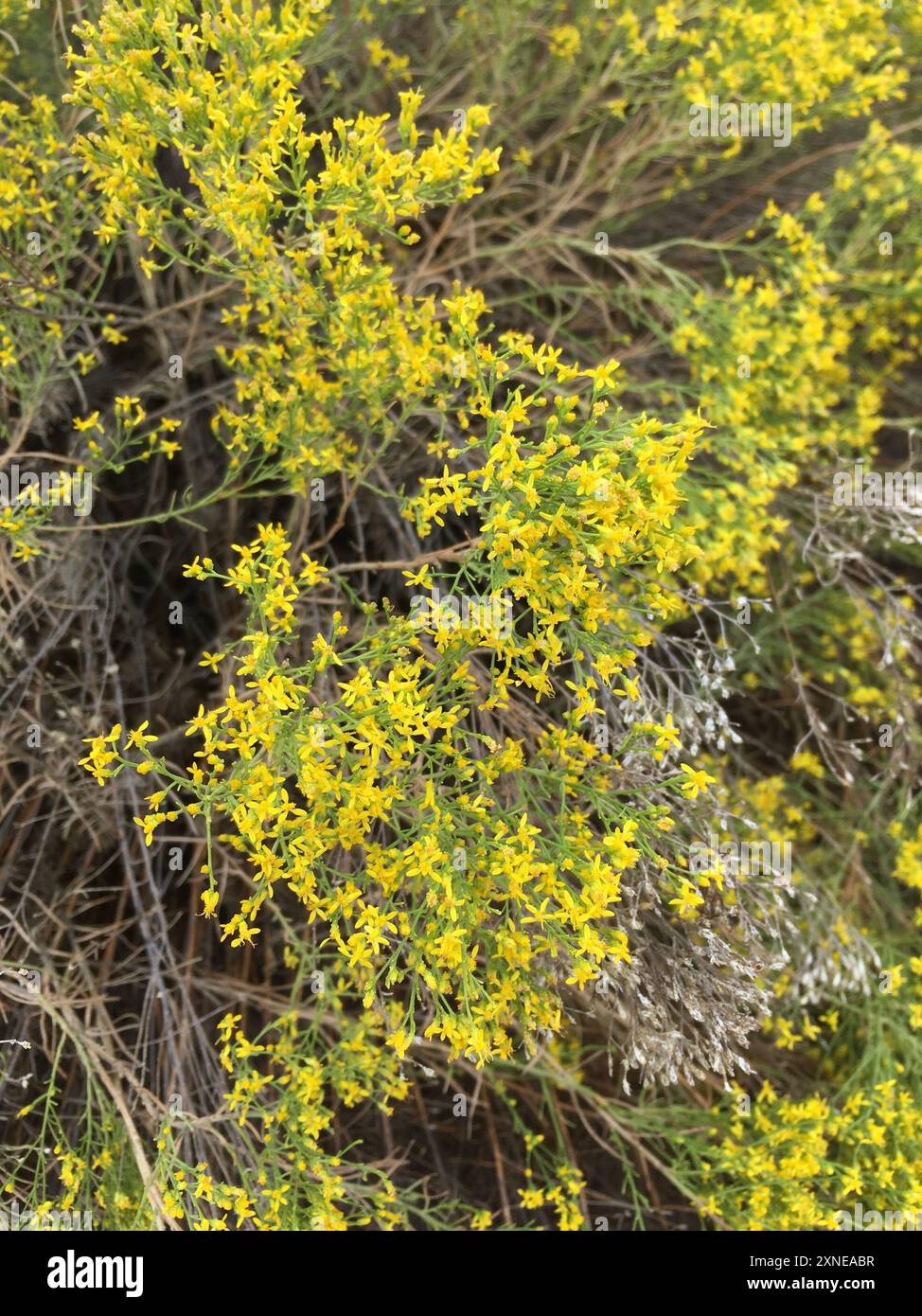 Broom Snakeweed (Gutierrezia sarothrae) Plantae Stock Photo - Alamy