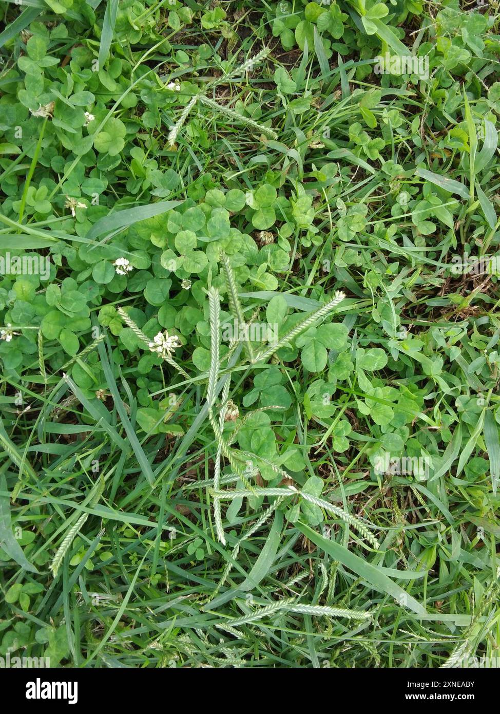 Goose Grass (Eleusine indica) Plantae Stock Photo - Alamy