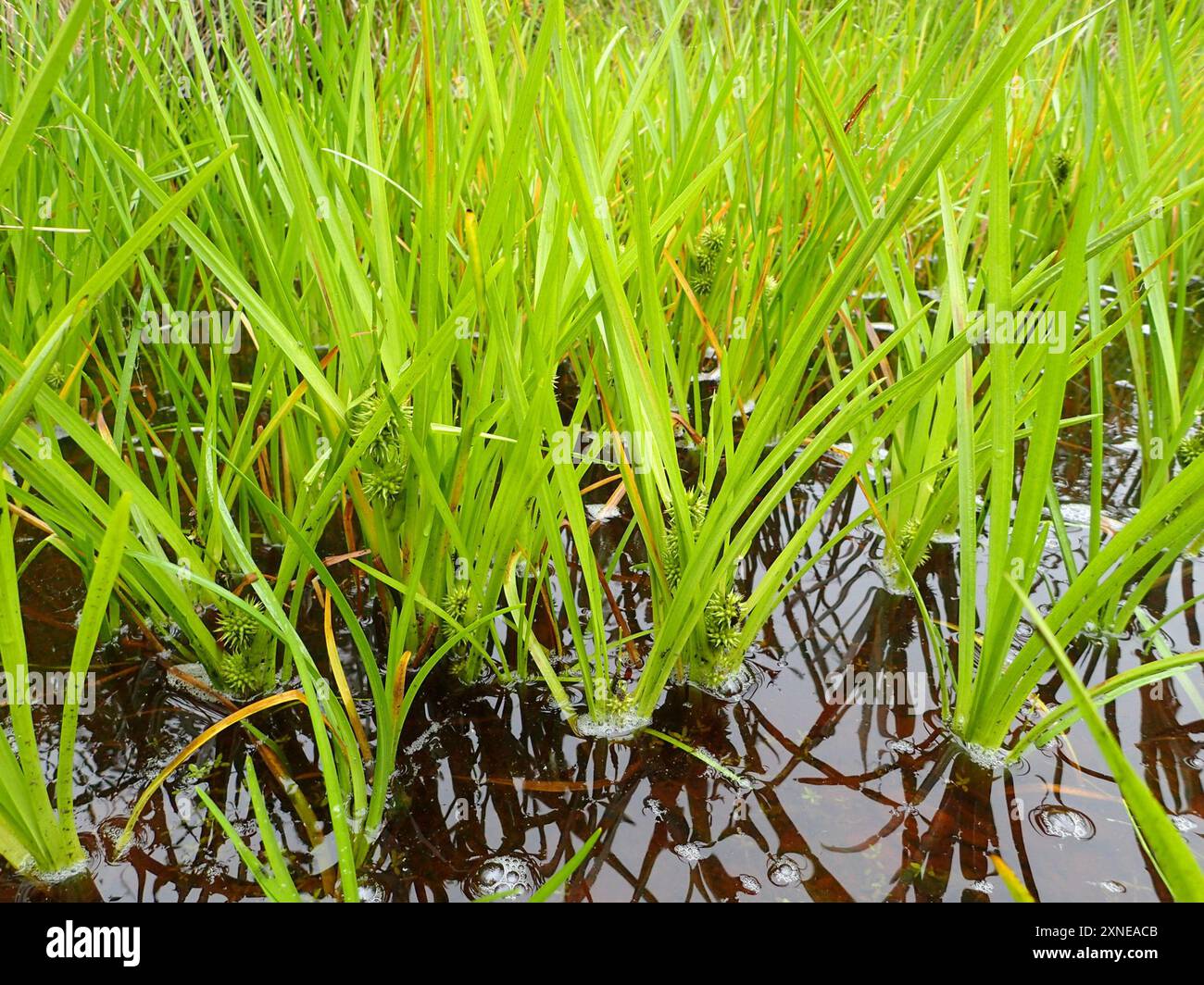 unbranched bur-reed (Sparganium emersum) Plantae Stock Photo - Alamy