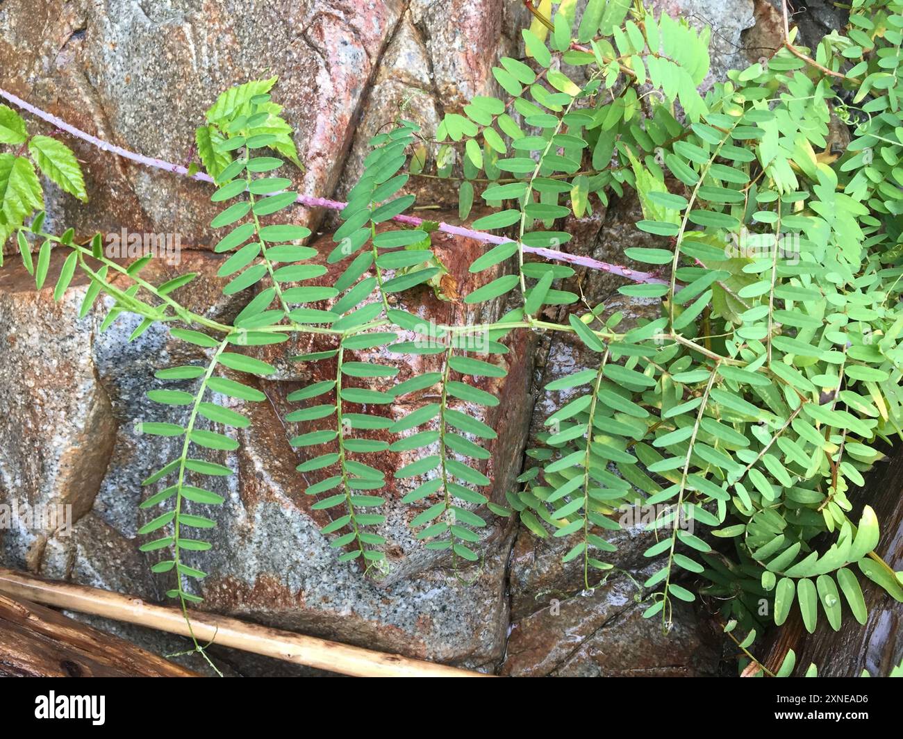giant vetch (Vicia gigantea) Plantae Stock Photo - Alamy