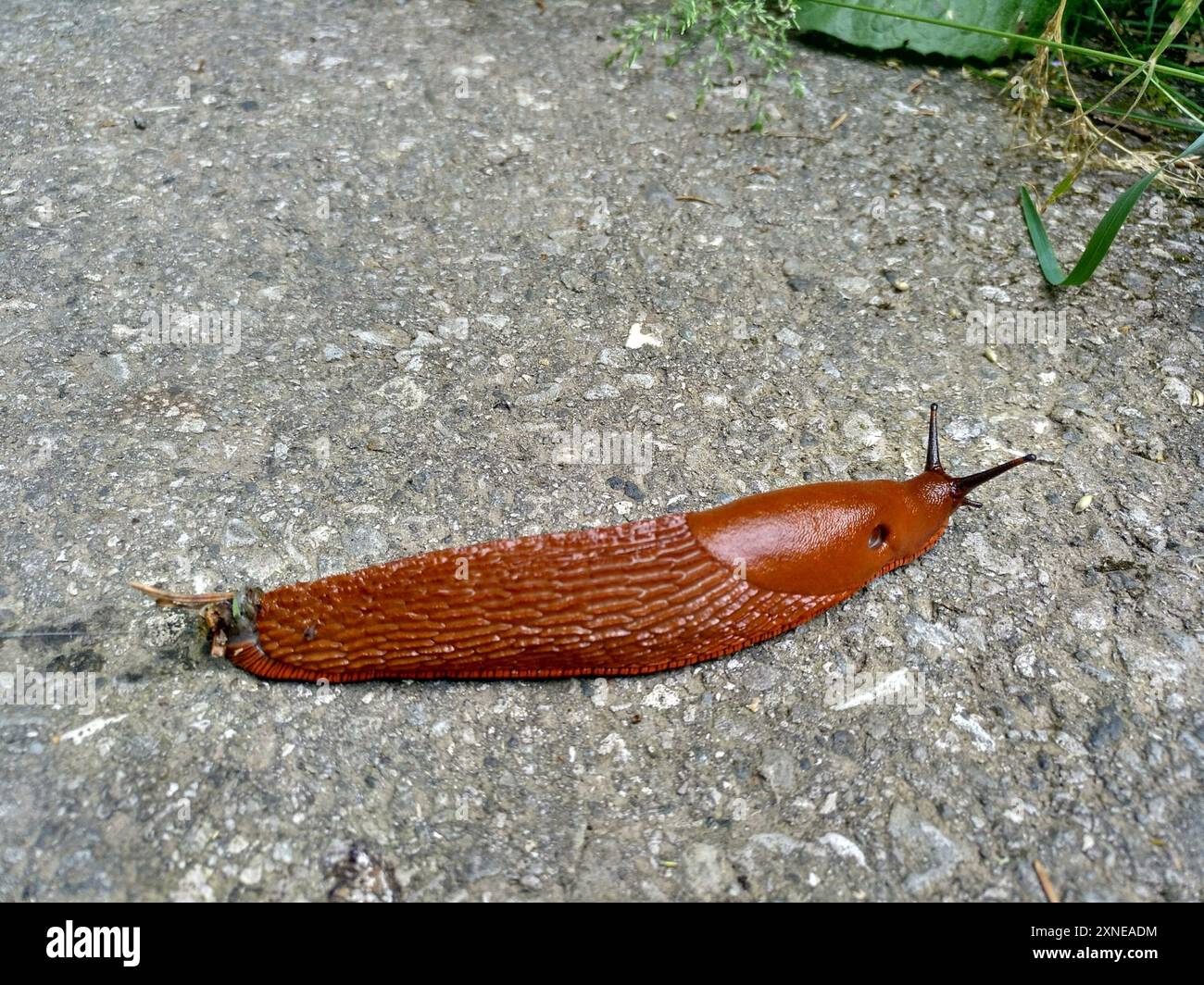 Black Slug (Arion ater) Mollusca Stock Photo - Alamy