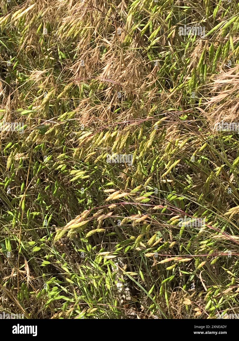 Cheatgrass (Bromus tectorum) Plantae Stock Photo - Alamy