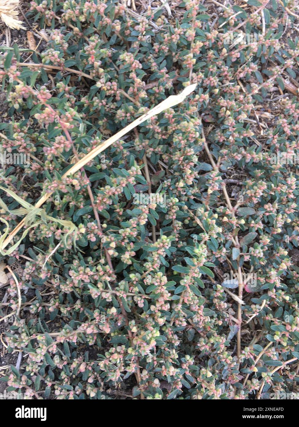 Spotted spurge (Euphorbia maculata) Plantae Stock Photo - Alamy