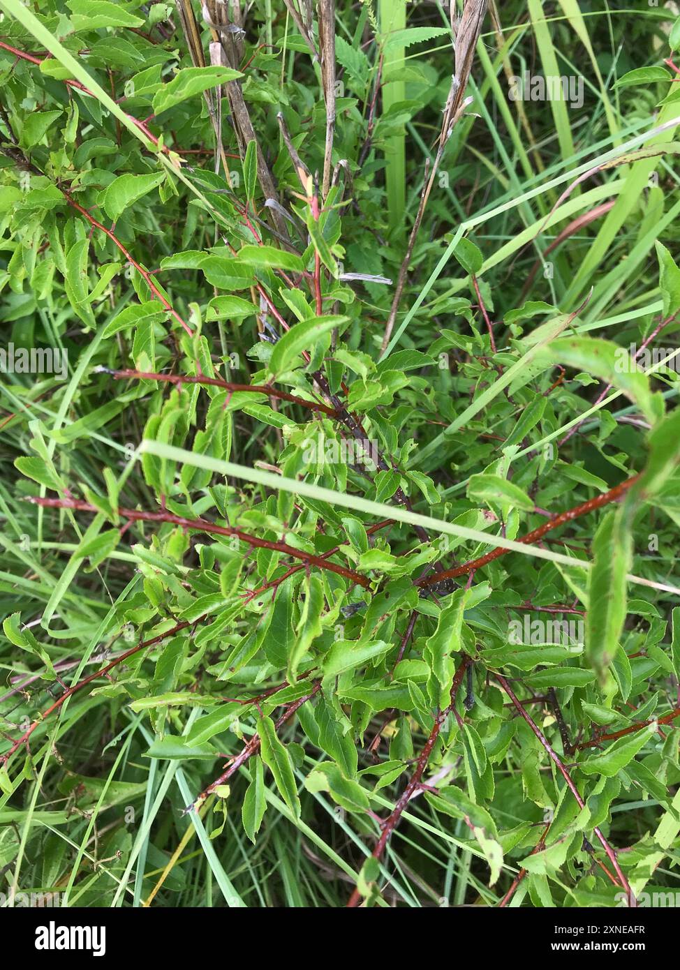 Chickasaw plum (Prunus angustifolia) Plantae Stock Photo - Alamy