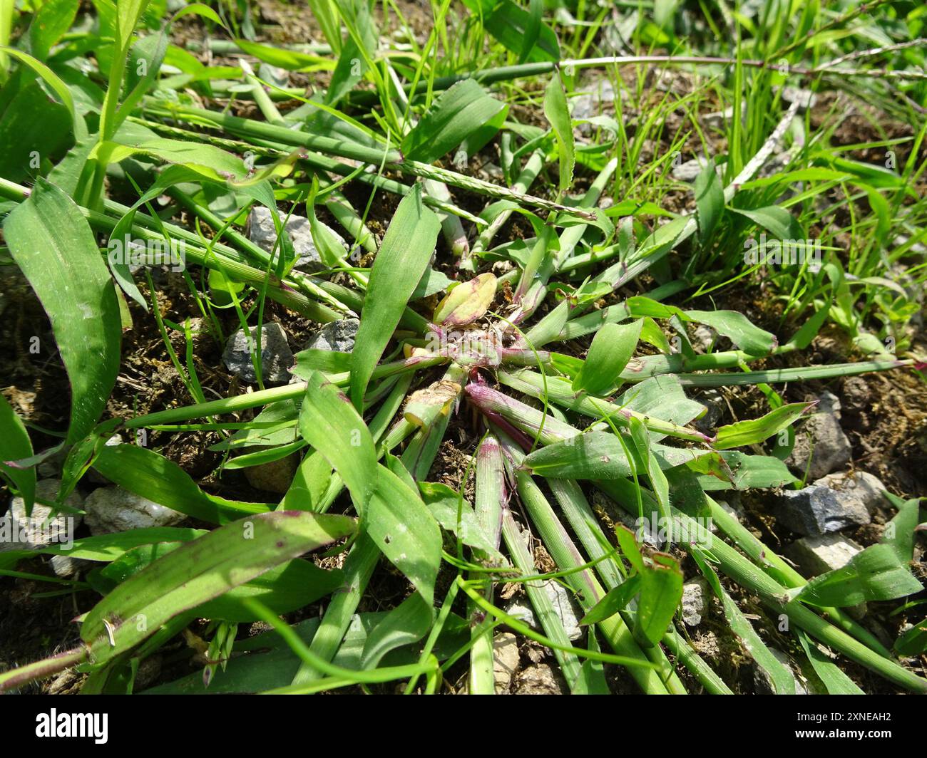 Hairy Crabgrass (Digitaria sanguinalis) Plantae Stock Photo - Alamy