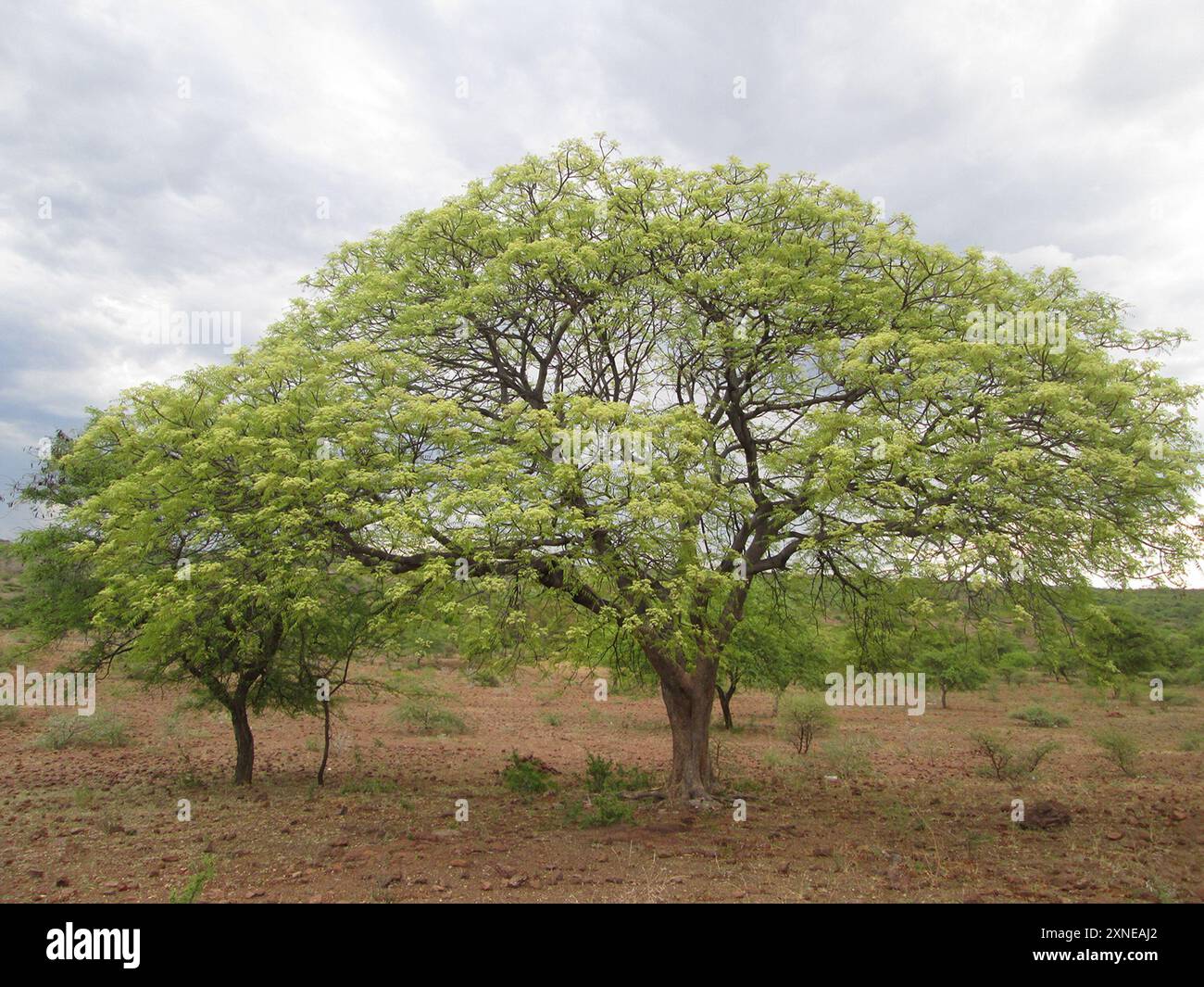 Kirkia acuminata hi-res stock photography and images - Alamy