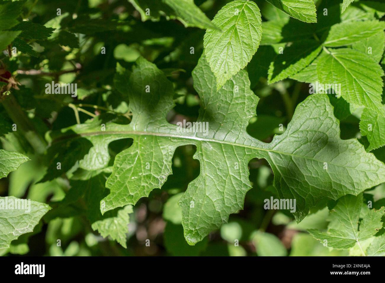 tall blue lettuce (Lactuca biennis) Plantae Stock Photo - Alamy