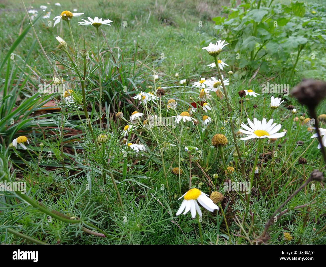 scentless mayweed (Tripleurospermum inodorum) Plantae Stock Photo - Alamy