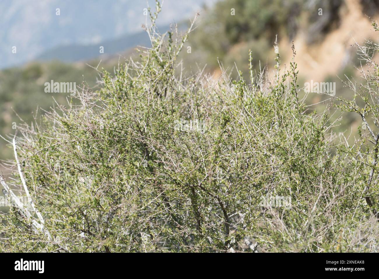 chamise (Adenostoma fasciculatum) Plantae Stock Photo - Alamy