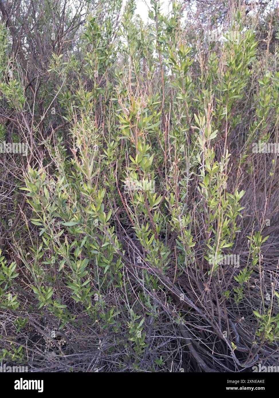 willow baccharis (Baccharis salicina) Plantae Stock Photo - Alamy