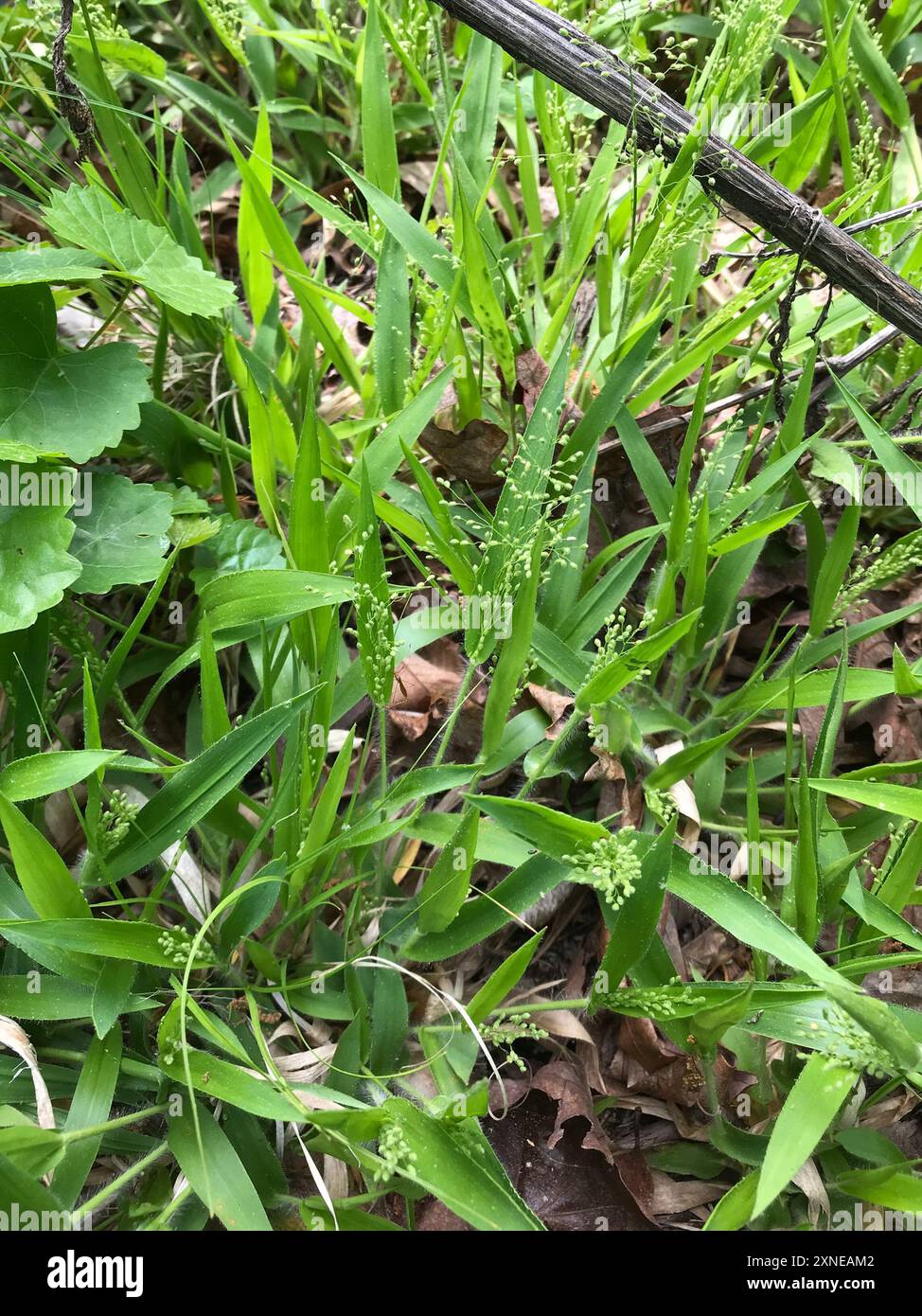 open-flower witchgrass (Dichanthelium laxiflorum) Plantae Stock Photo ...