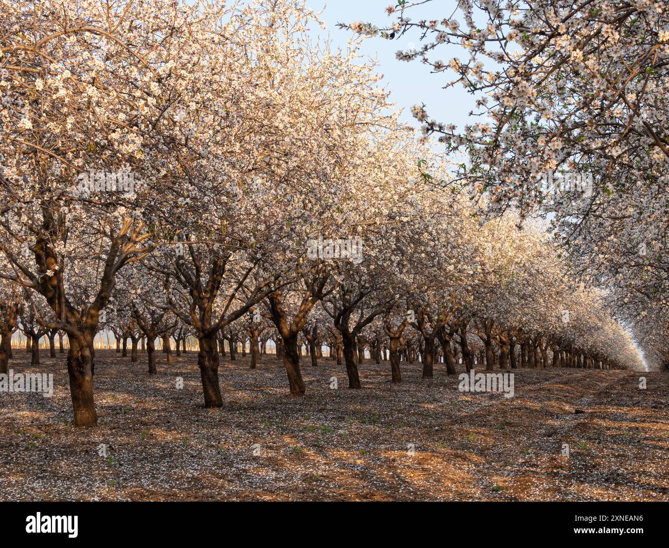Almond blossom trees plantation hi-res stock photography and images - Alamy