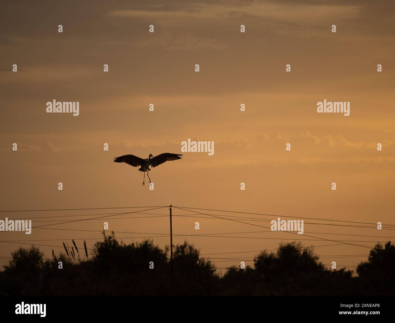 Common Crane Approaching to Land on a Phone Line to Rest at Sunset ...