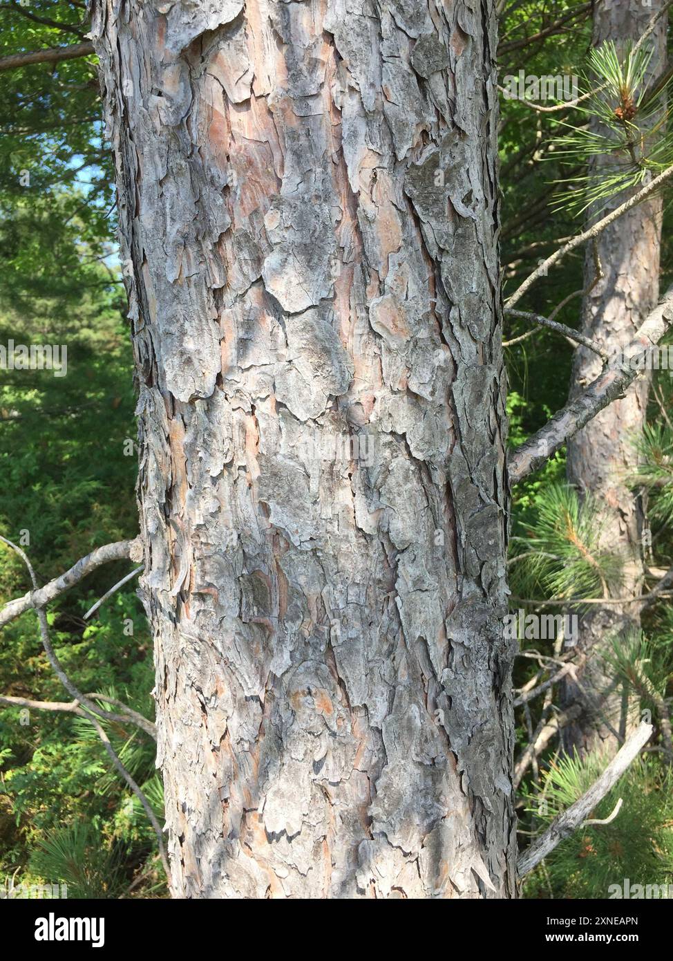 red pine (Pinus resinosa) Plantae Stock Photo - Alamy