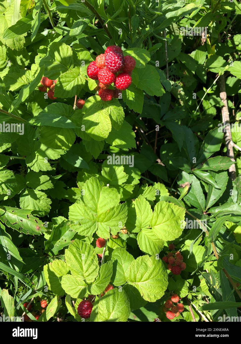 black raspberry (Rubus occidentalis) Plantae Stock Photo - Alamy