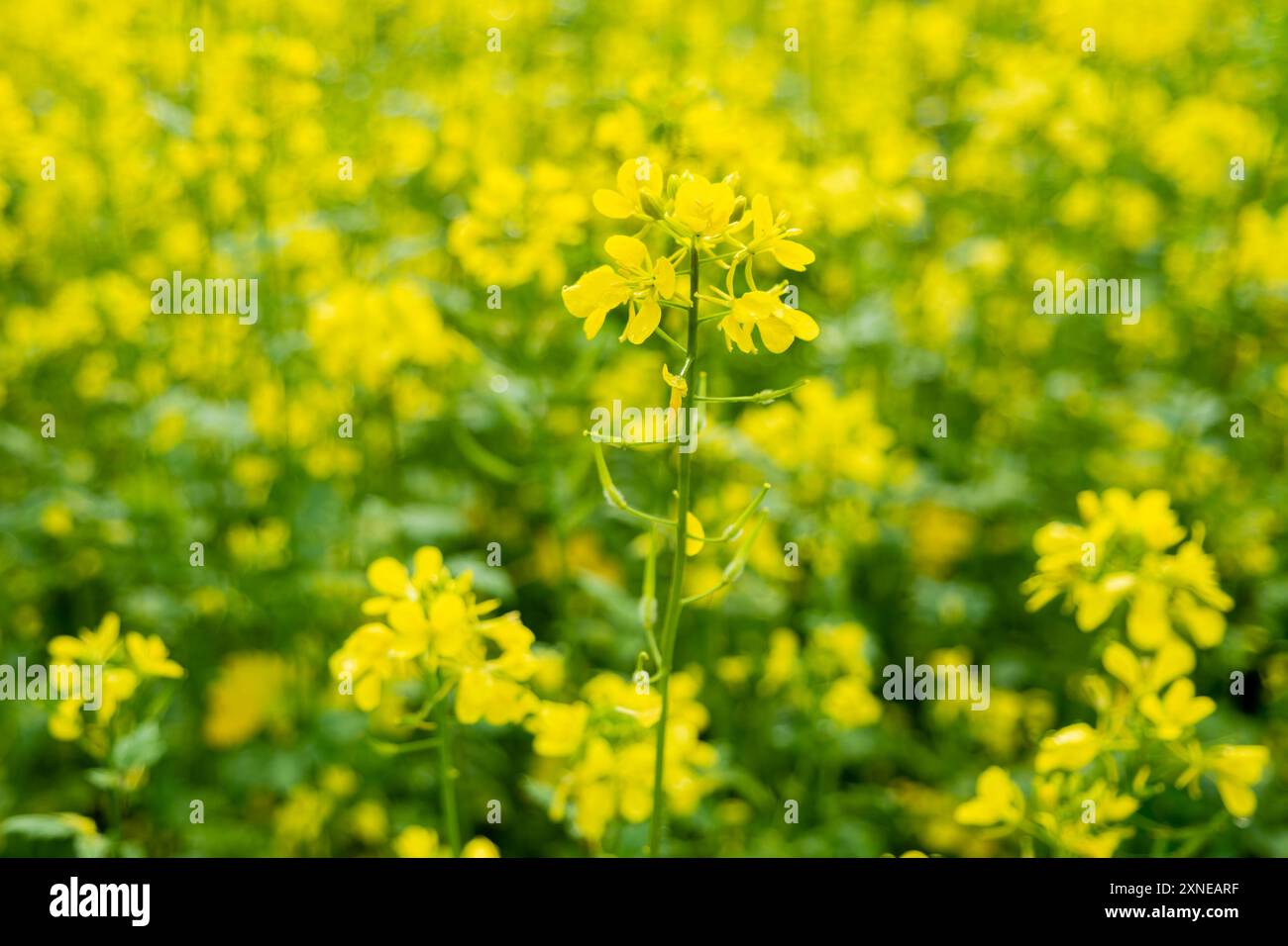 Flowering Barbarea vulgaris, also called wintercress. Yellow flowers of ...