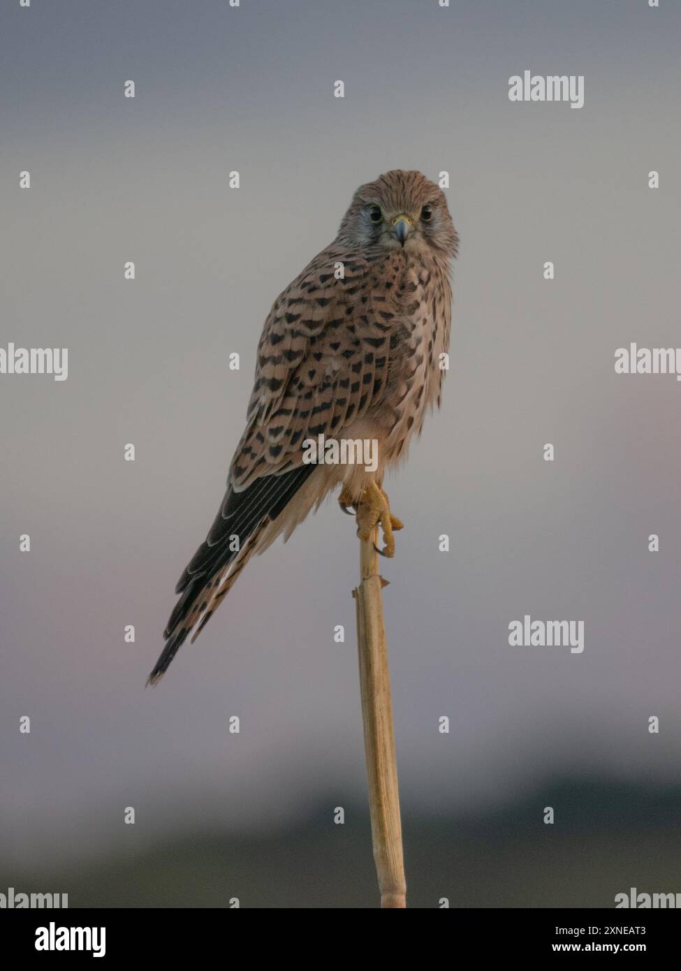 Common Kestrel Perched on Straw Before Hunting at Dawn Stock Photo - Alamy