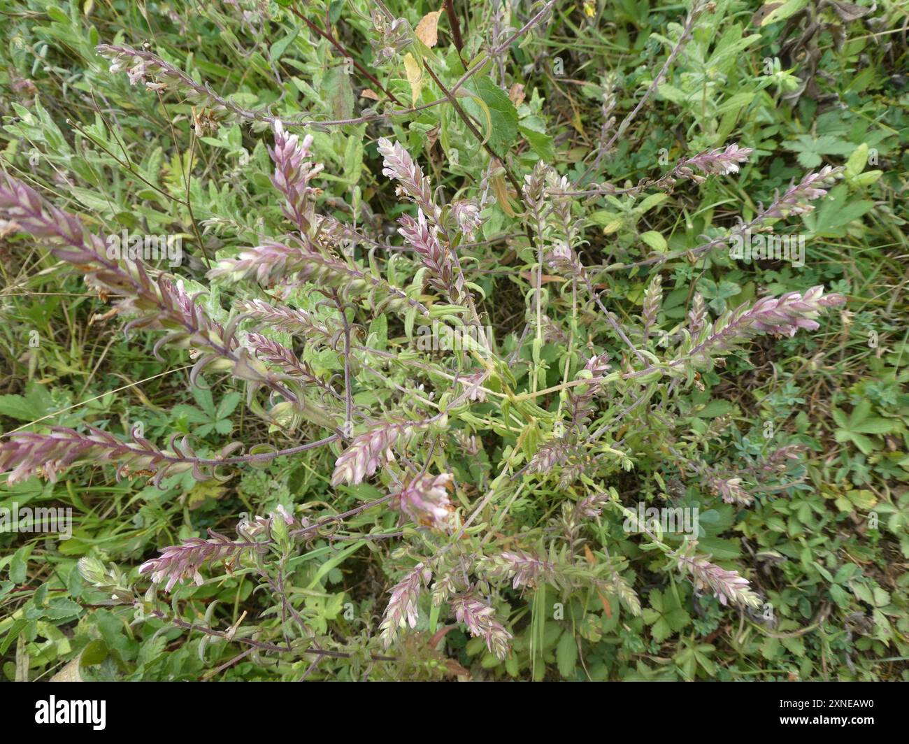 Red Bartsia (Odontites vernus) Plantae Stock Photo - Alamy