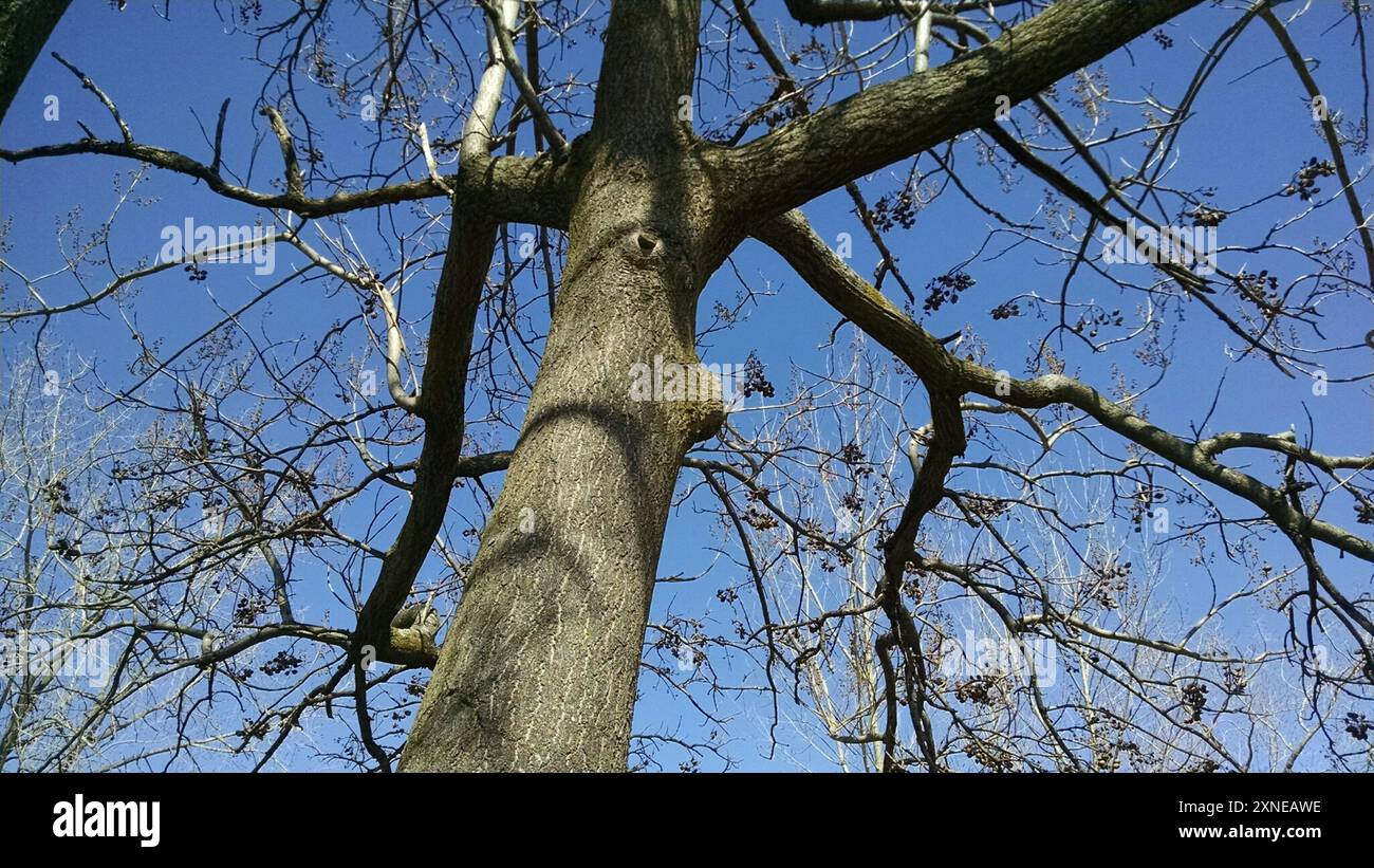 princess tree (Paulownia tomentosa) Plantae Stock Photo - Alamy