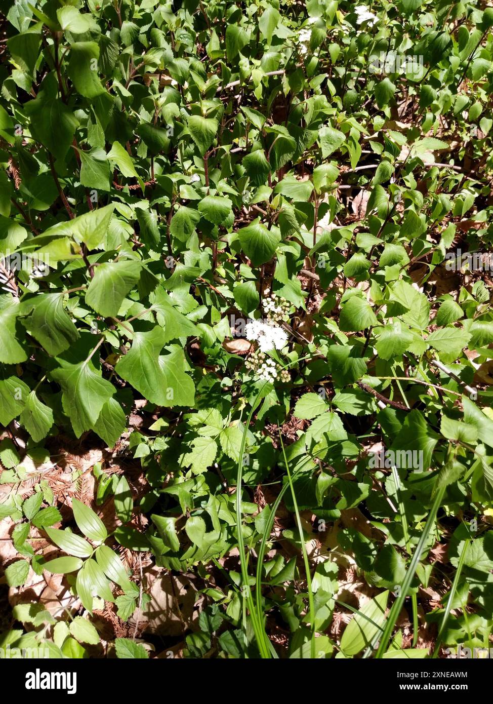 Crofton Weed (Ageratina adenophora) Plantae Stock Photo - Alamy