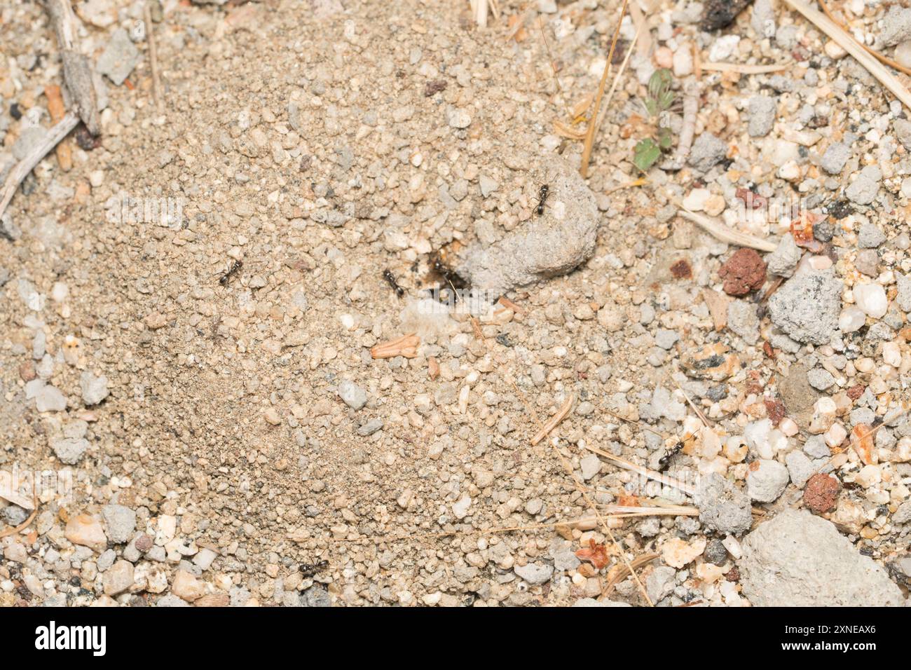 Pyramid Ants (Dorymyrmex) Insecta Stock Photo - Alamy