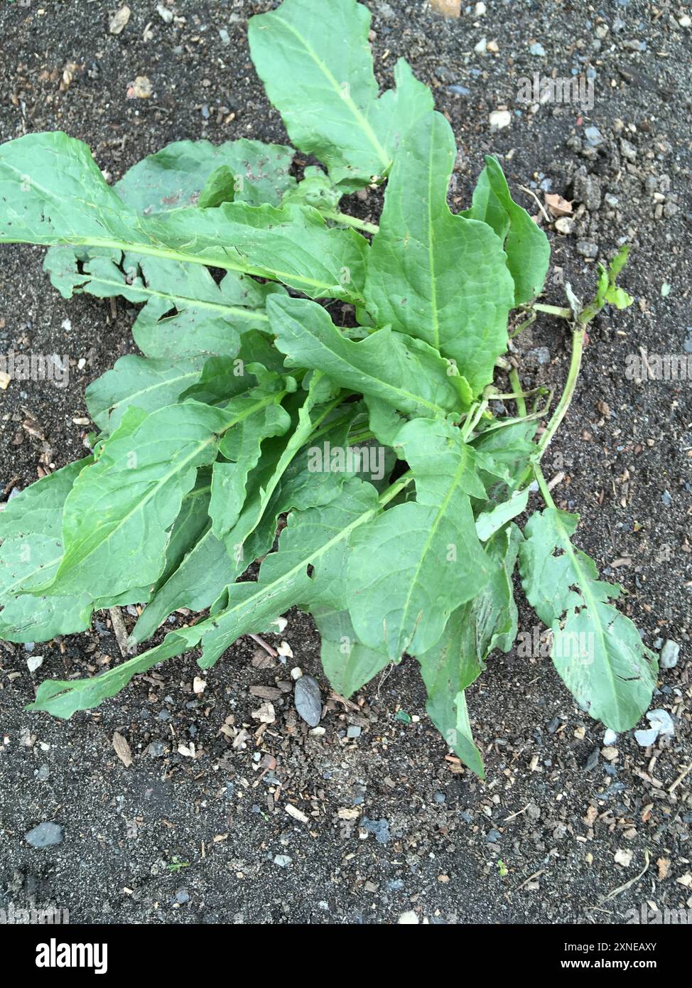 Patience Dock (Rumex patientia) Plantae Stock Photo - Alamy